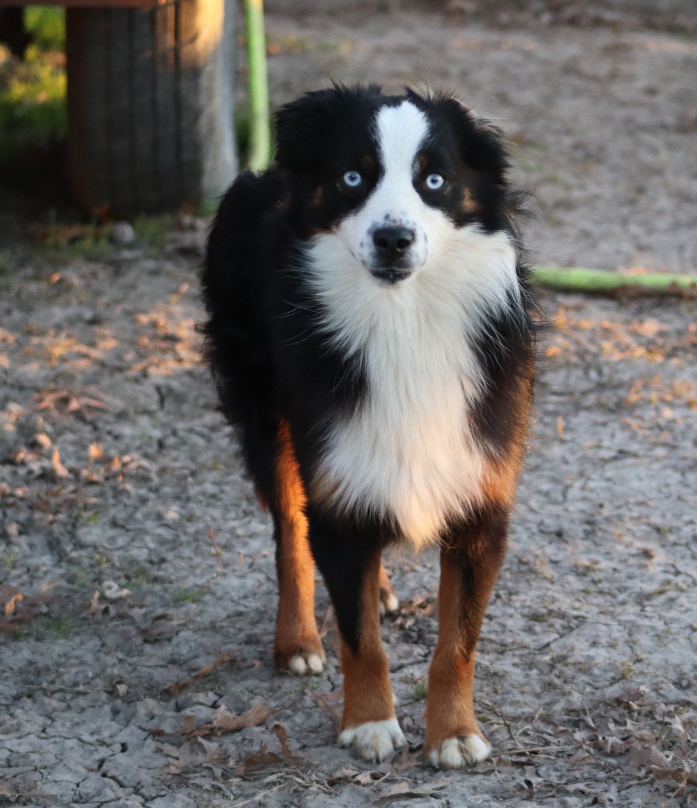 AVAILABLE “ADULTS” and “OLDER PUPPIES” | GOD'S LITTLE AUSSIES