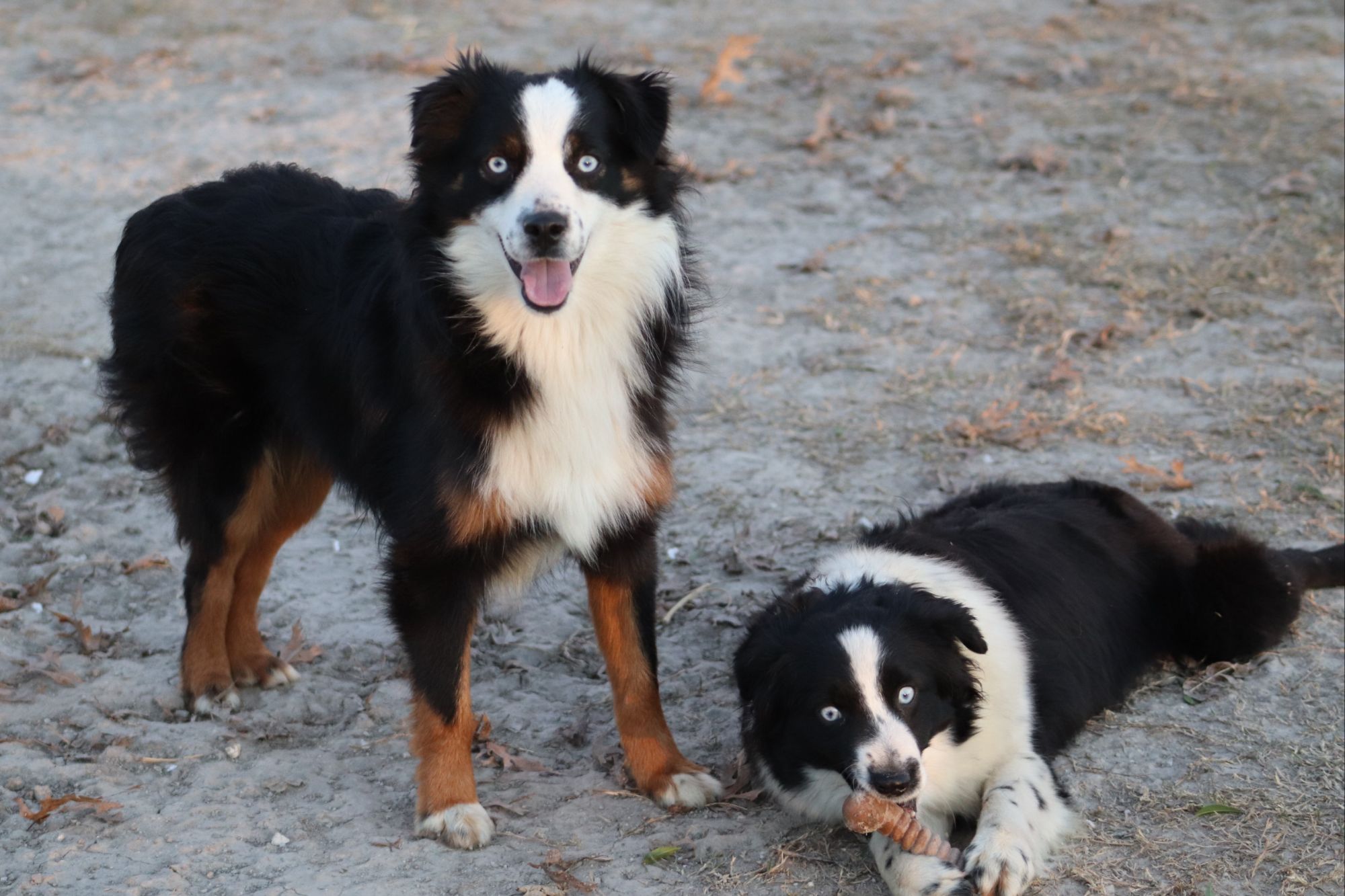 AVAILABLE “ADULTS” and “OLDER PUPPIES” | GOD'S LITTLE AUSSIES