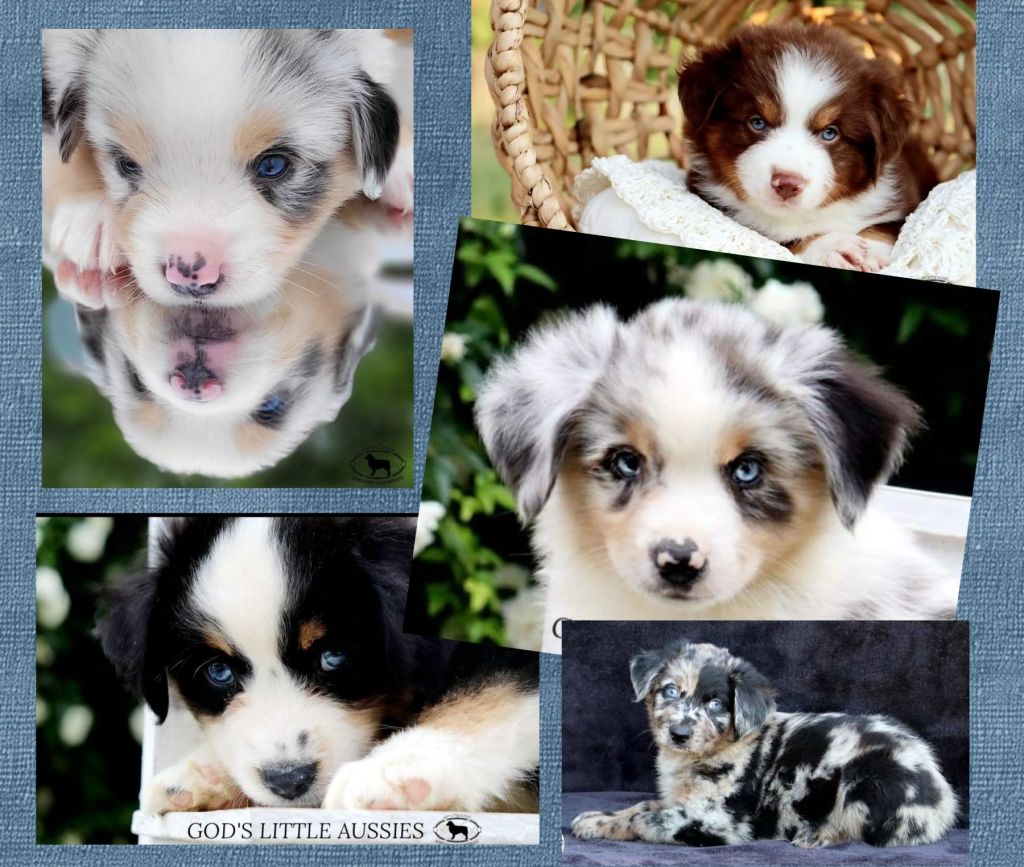 GOD'S LITTLE AUSSIES | Hallmark Raised Australian Shepherds