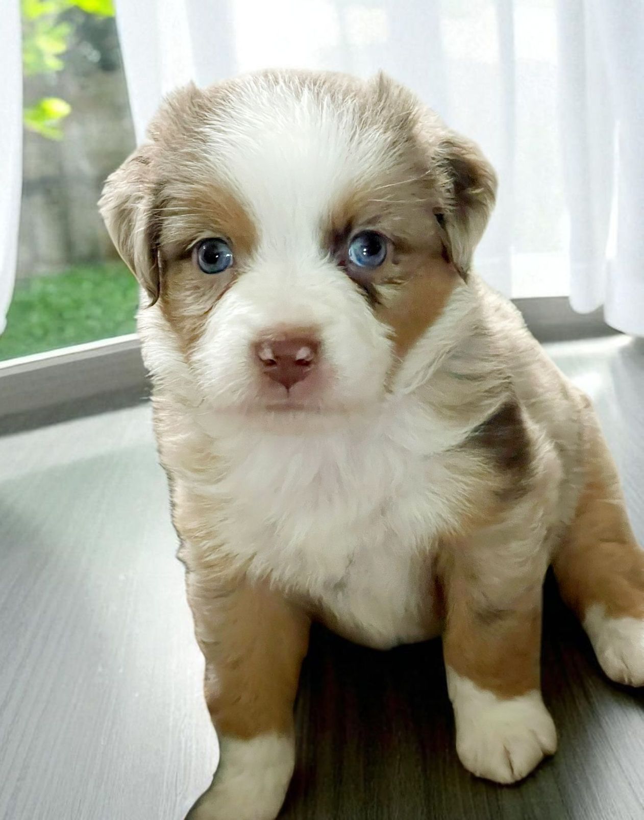 Parvovirus Awareness | GOD'S LITTLE AUSSIES